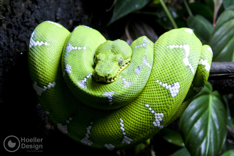 Green Tree Python